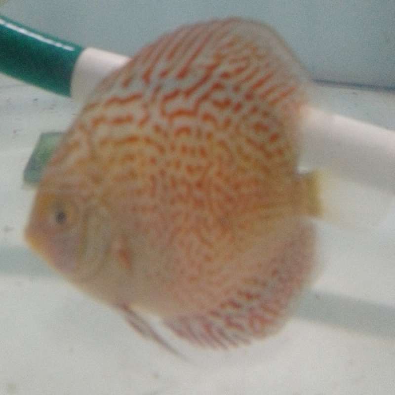 Jual Discus Leopard Gen Panthera 3 Inchi Body Di Seller Aaron - Kebon ...