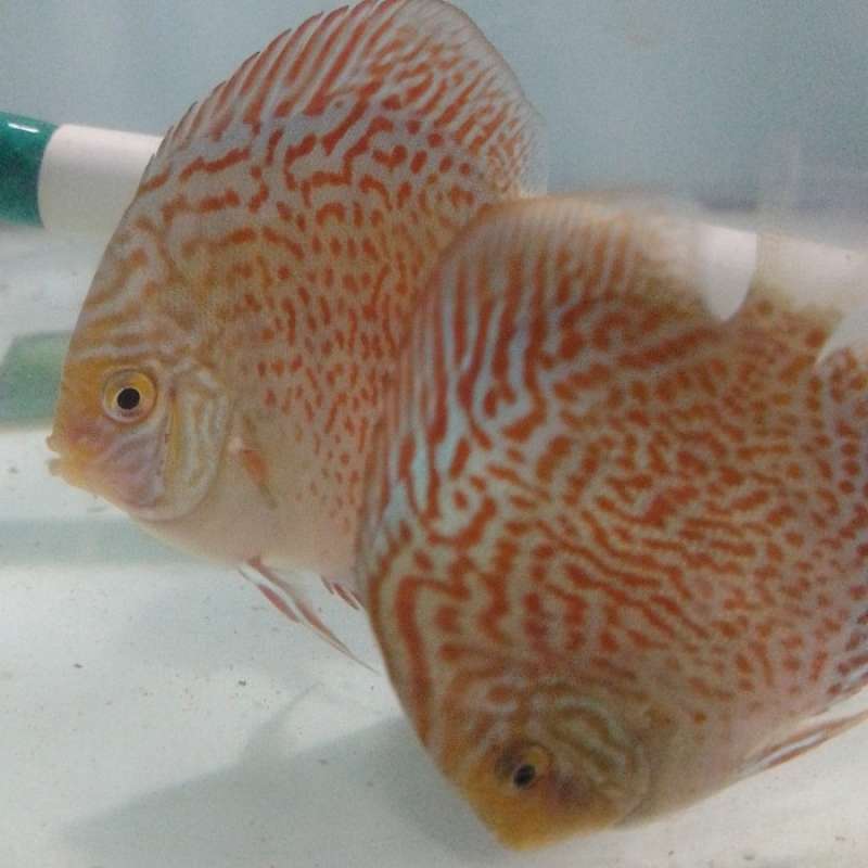 Jual Discus Leopard Gen Panthera 3 Inchi Body Di Seller Aaron - Kebon ...