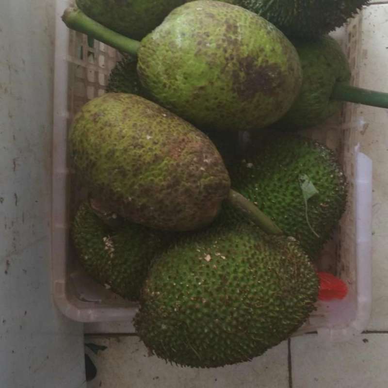 Jual Buah Sukun Satuan Mengkel/mateng Di Seller Doyan Daging Store ...