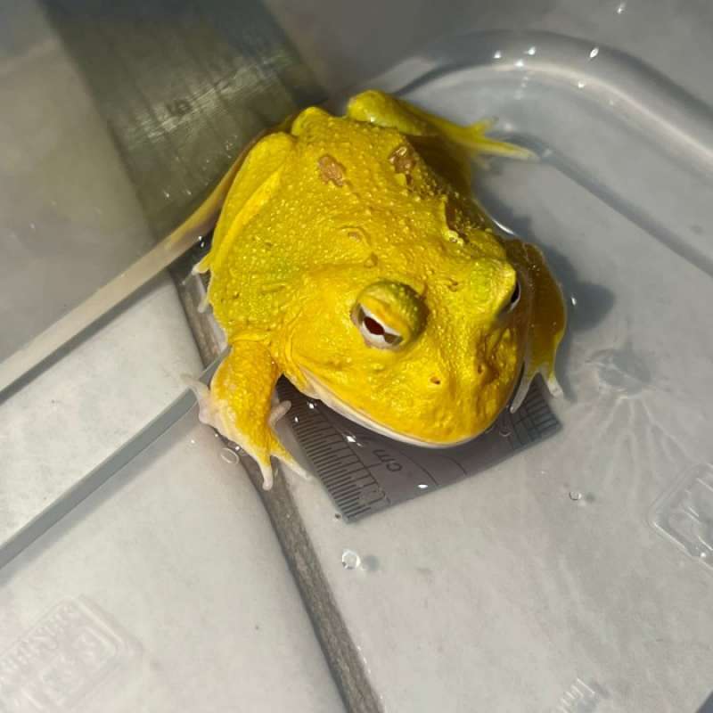 Promo Pacman frog 2 spot patternless high yellow pikachu kodok pacman ...