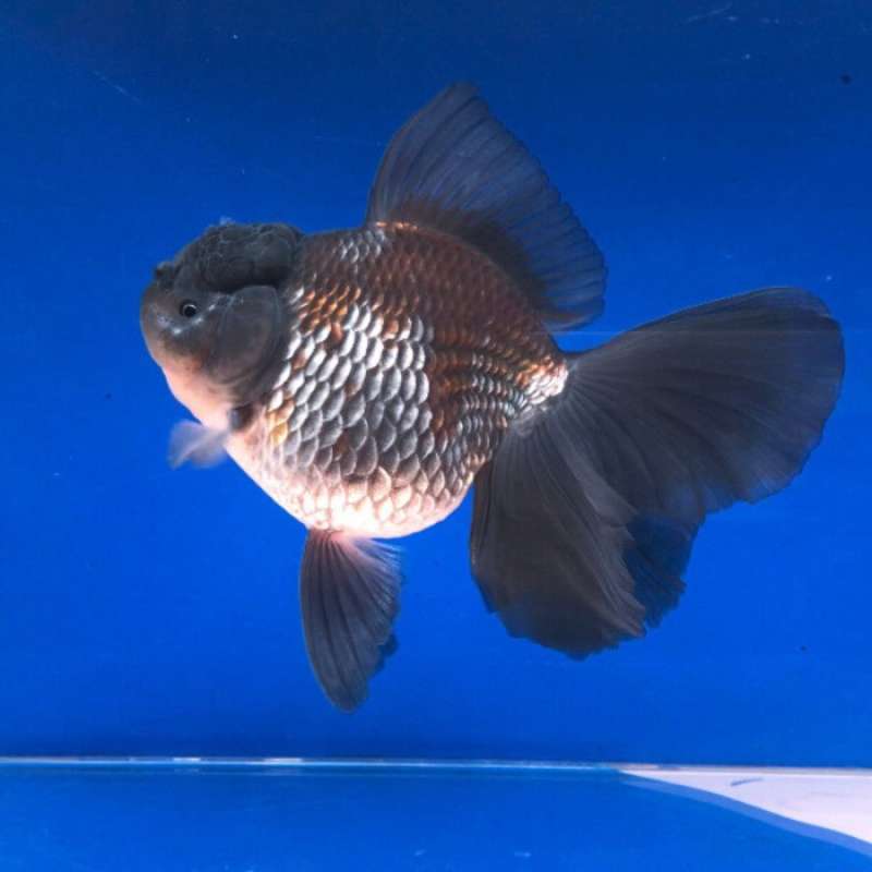 Jual Ikan mas koki goldfish Oranda platinum rare jumbo rosetail di ...