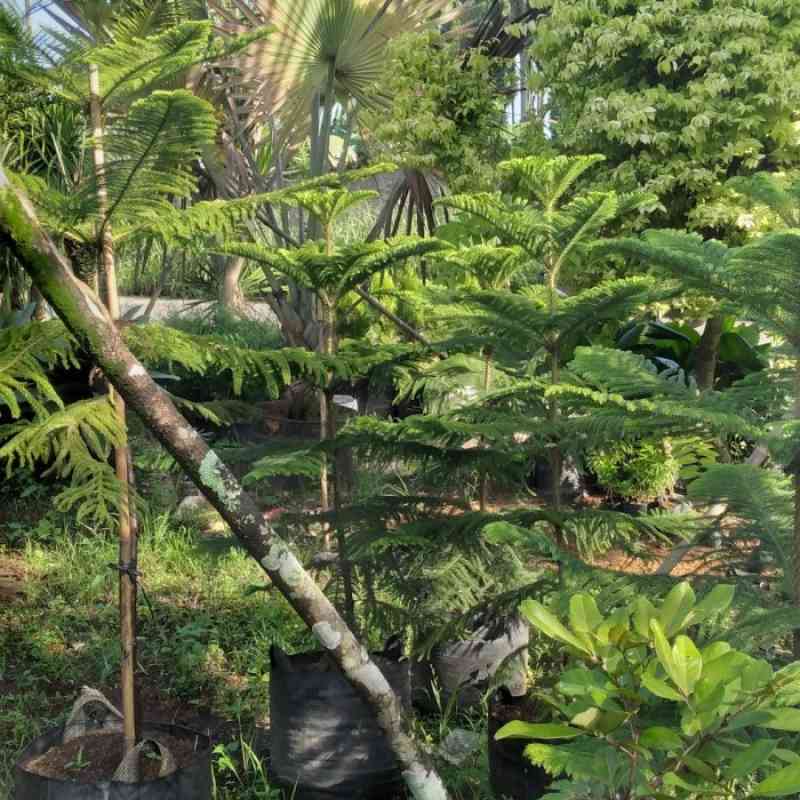 Jual Tanaman Cemara Morpok Tinggi 1 Meter 50 Cm Di Seller Zenoo Store ...