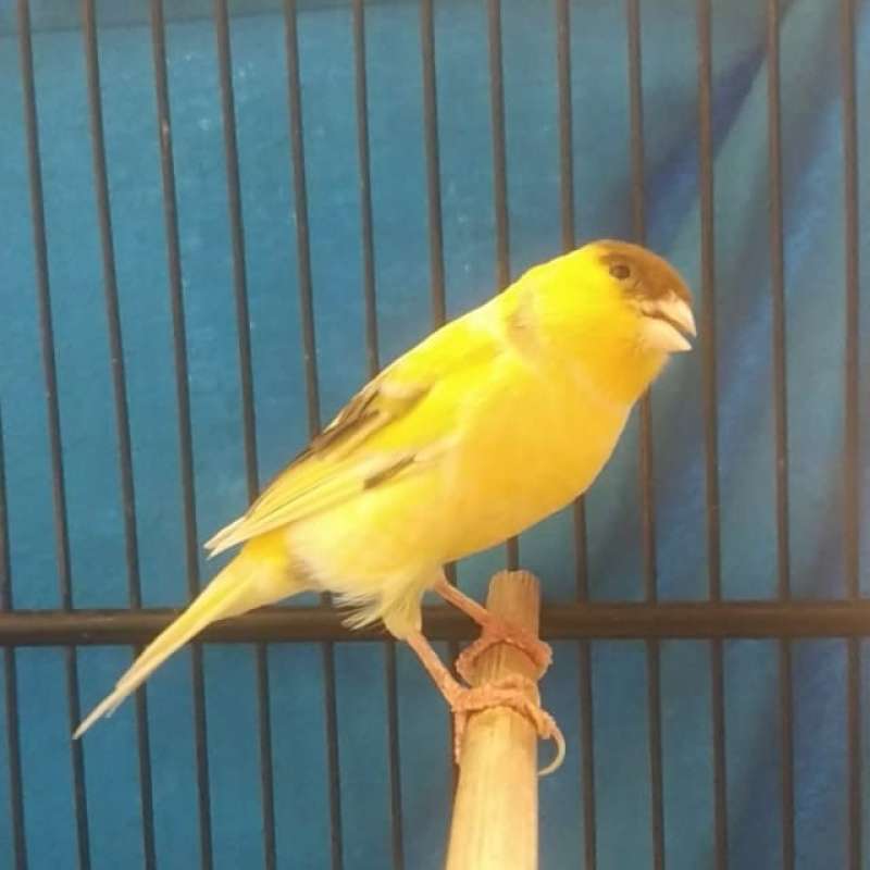 Burung Kenari F1