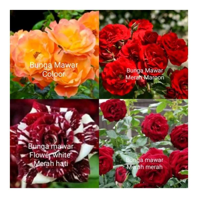 Promo Tanaman Hias Paket 4 Tanaman Hidup Bunga Mawar Berbagai Jenis ...