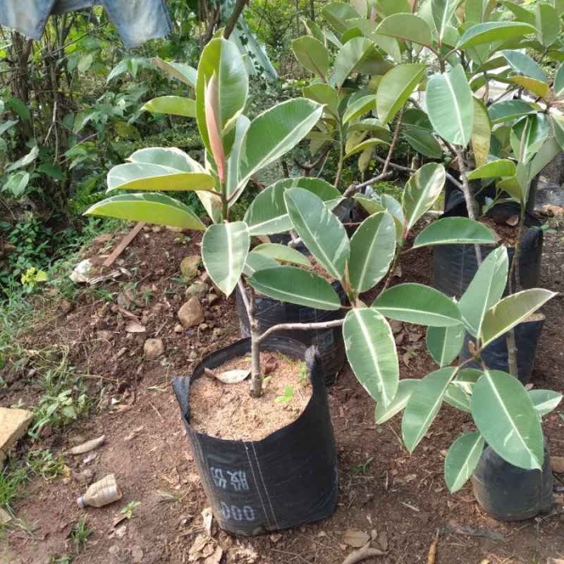 Promo Tanaman Karet Kebo Varigata 1 M Diskon 23% Di Seller Shoka Store - Kebon Kacang, Kota ...