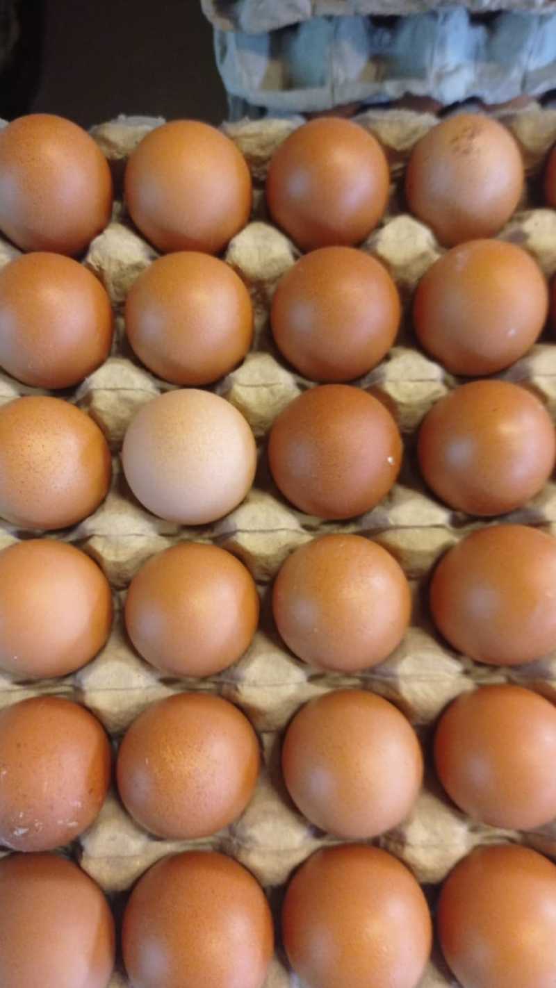 Promo Telur Ayam Dalam Negeri Ukuran Kecil/30 pcs Diskon 4% di Seller ...
