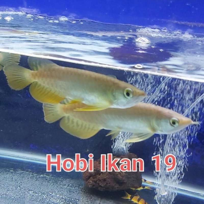Ikan Arwana Banjar Red