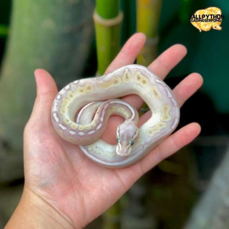Lesser Super Cinnamon Ball Python