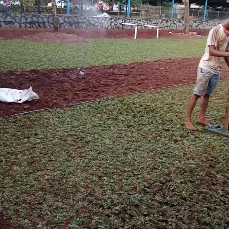Promo Paket Tanam Rumput Gajah Mini Beserta Penanaman - Miyauuuushp14 ...