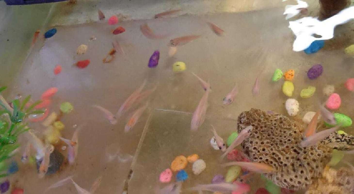 Jual Ikan Nila Baby Termurah - Harga Grosir Terupdate Hari Ini | Blibli