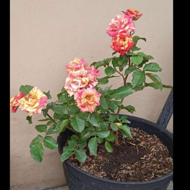 Tanaman Bunga Mawar - Harga Terbaru Juni 2024 | Blibli