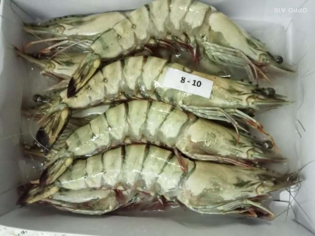 Jual Udang Tiger / Udang Pancet / Black Tiger Prawn / Fresh Segar ...