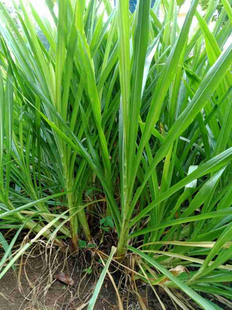 Jual Bibit Rumput Odot 10 Kg (20-22cm) Di Seller Bilatera Shop ...