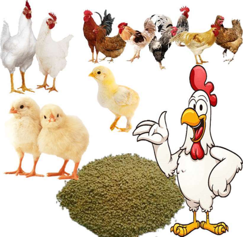 Jual Pakan Ayam & Unggas / Voer / Pur Ayam 511 Repack 1 Kg Di Seller ...