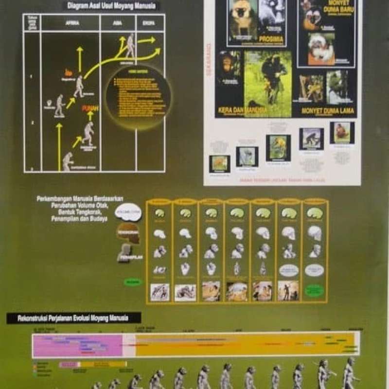 Promo Buku Carta (Poster) Sejarah Manusia Diskon 23% di Seller Faika ...