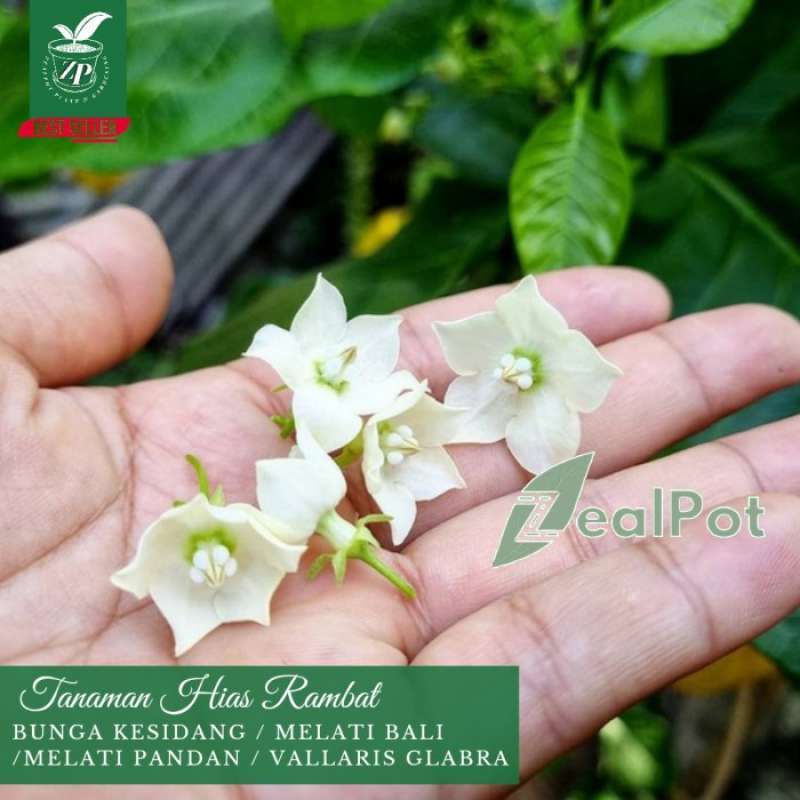 Promo tanaman rambat melati pandan - Bunga kesidang Bali - Vallaris ...