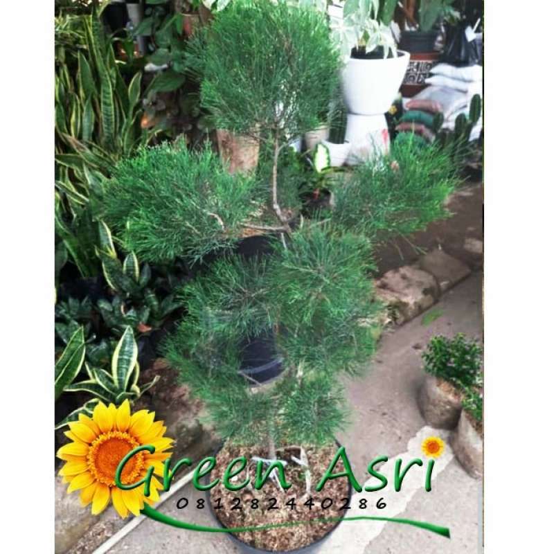 Promo Tanaman /pohon Cemara Udang Diskon 23% di Seller Surota Aska ...