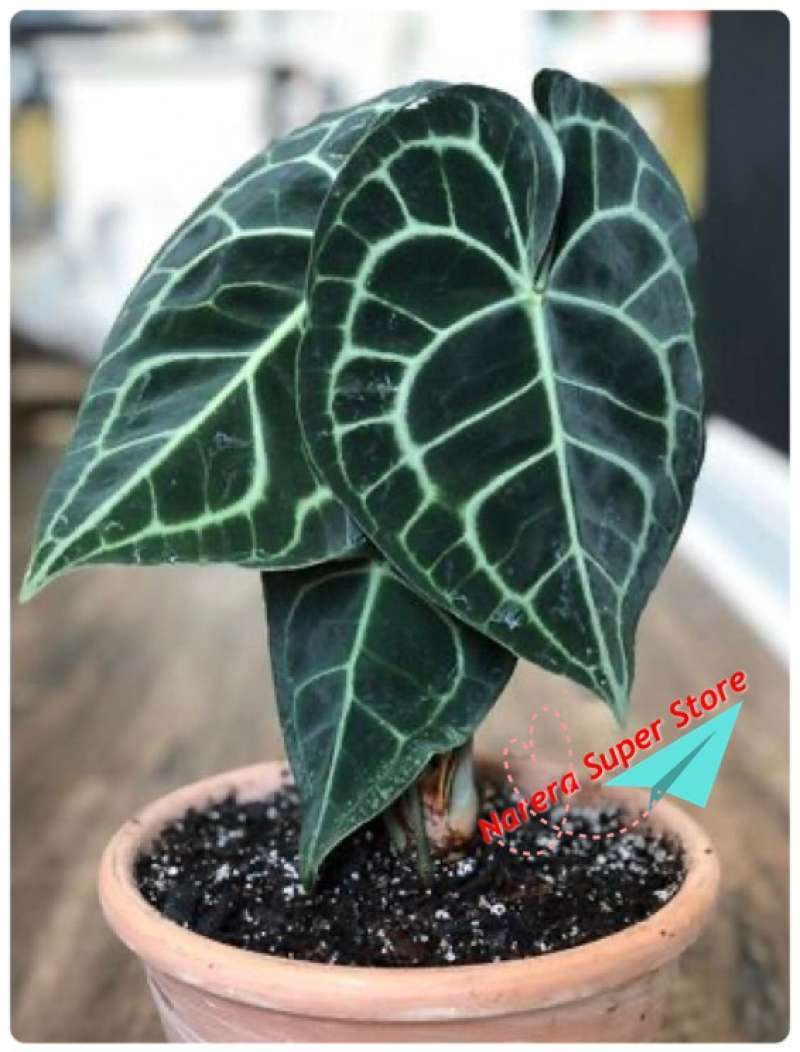 Promo Anthurium Clarinervium Tarantula Hybrid Real Pic Kuping Gajah ...