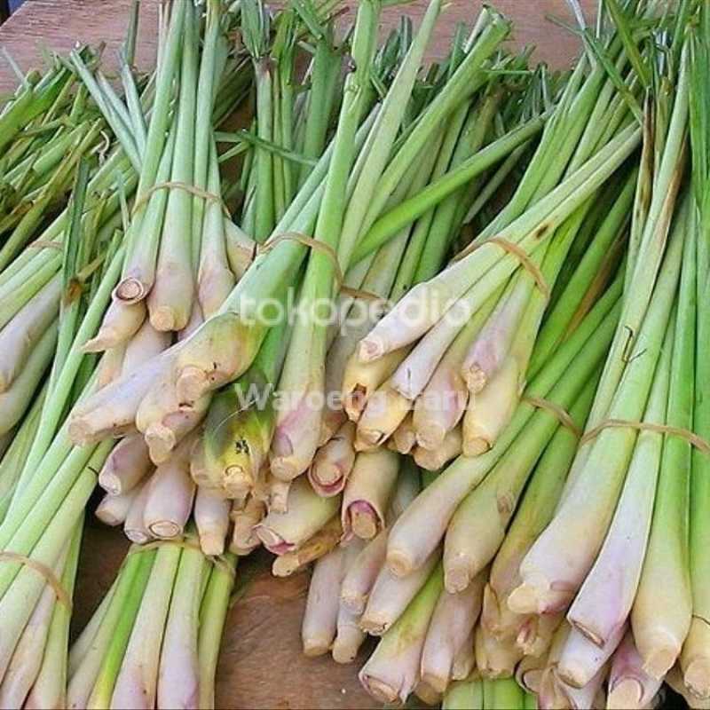 Jual Daun Serai Per 1 Kg Termurah - Harga Grosir Terupdate Hari Ini ...