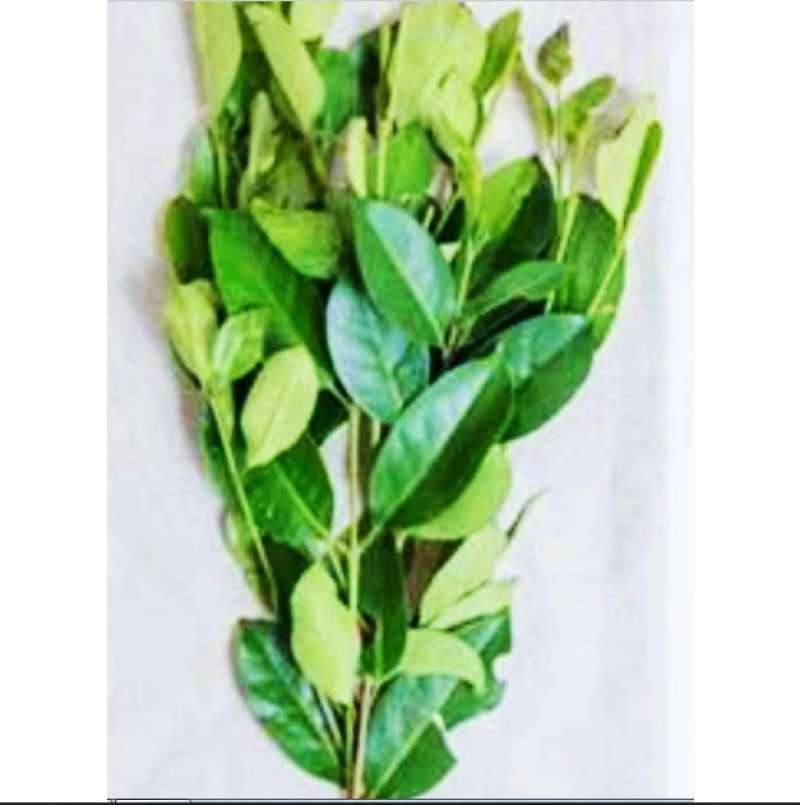Jual Daun Salam Segar / Daun Salam Kering Penyedap Masakan & Kesehatan ...