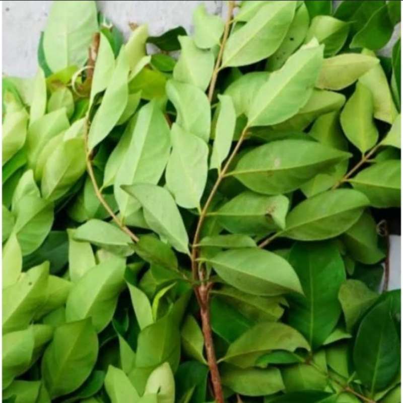 Jual Daun salam segar / Daun salam Kering penyedap masakan & kesehatan ...