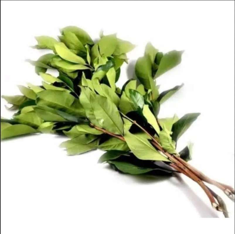 Jual Daun salam segar / Daun salam Kering penyedap masakan & kesehatan ...