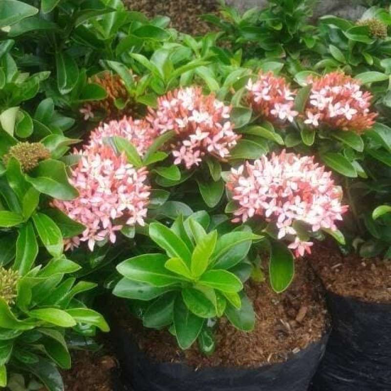 Jual Pohon Asoka 4 Warna Bunga Merah Kuning Putih Ping. Di Seller ...