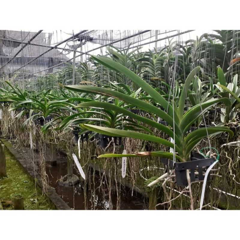 Promo Ascocenda Kulvadee Fragrance Black Spot Dewasa Diskon 29% Di Seller Aman Shop - Harapan ...