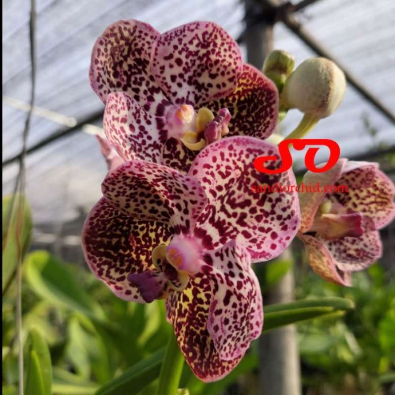 Promo Ascocenda Kulvadee Fragrance Black Spot Dewasa Diskon 29% Di Seller Aman Shop - Harapan ...