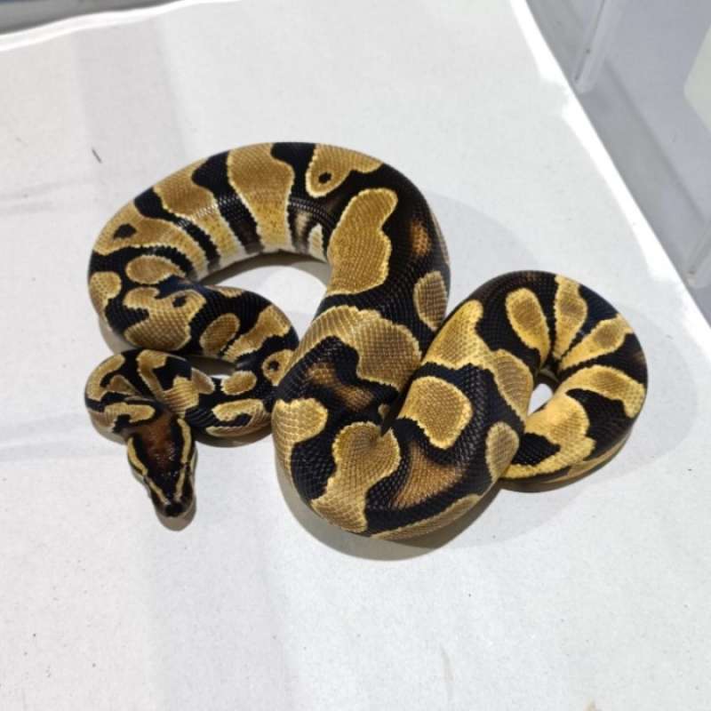 Promo Ball Python Orange Dream Enchie Het.clown Male Juve 600 Gram ...