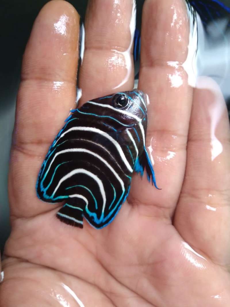 Jual Bluestone Koran - Ikan Hias Aquarium Air Laut Di Seller Regstore ...