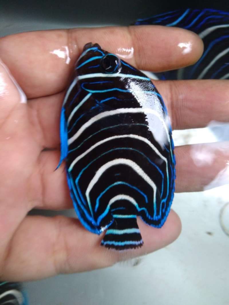 Jual Bluestone Koran - Ikan Hias Aquarium Air Laut Di Seller Regstore ...