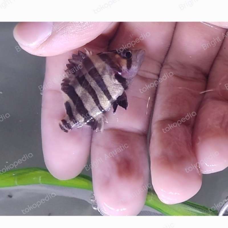 Jual Datz Sumatra 4 Bar Di Seller Regstore - Cengkareng Timur, Kota ...