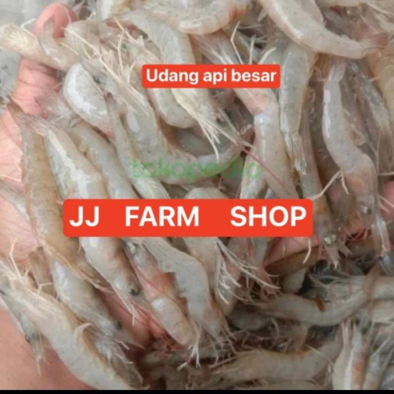 Jual Udang Api Beku Besar Udang Beku 500gram Segar Grade Food Pakan ...