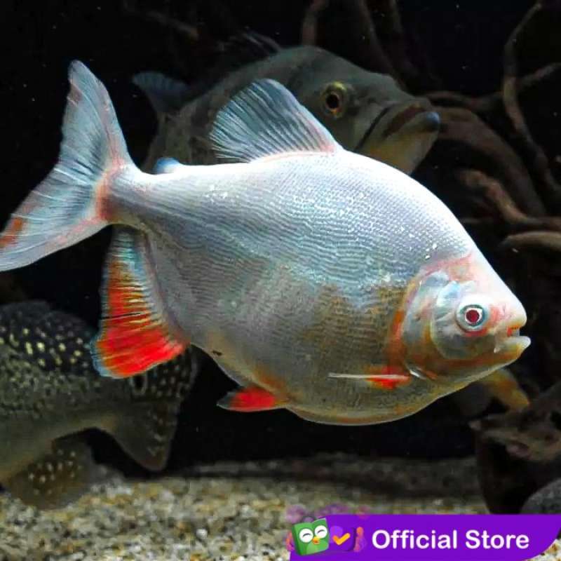 Jual Pacu Albino / Ikan Predator / Ikan Hias Aquascape - Size 12cm Di ...
