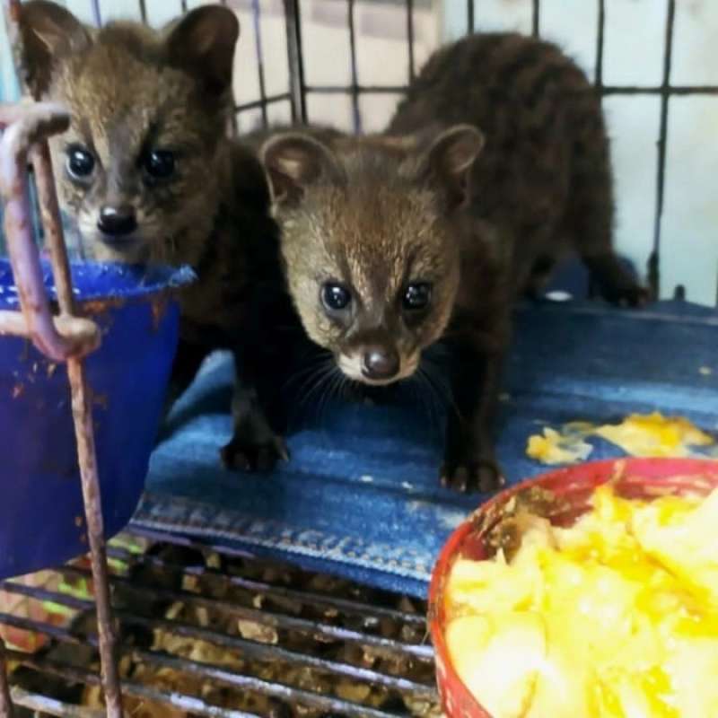 Promo Musrase,musang Rase Diskon 33% Di Seller Amor One Store - Koja ...