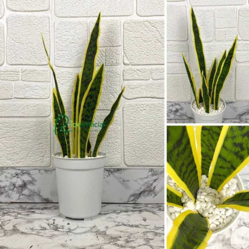 Promo Pohon Plastik Daun Lidah Mertua X5 Latex Artificial Hijau Tua Pot ...