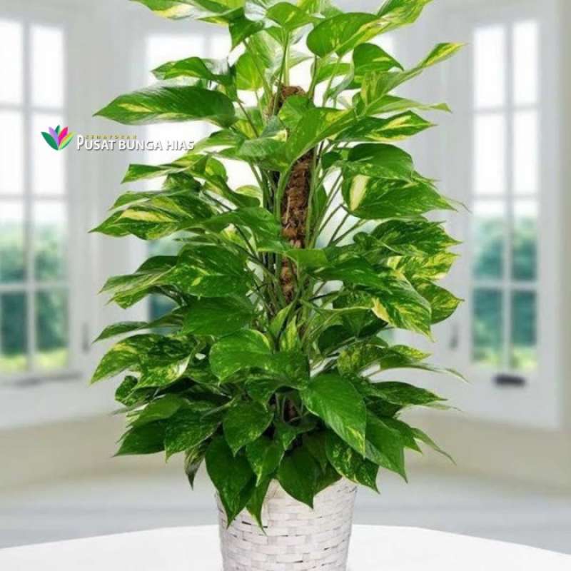 Promo Tanaman Hias Sri Gading Epipremnum + Turus Penyangga Diskon 23% ...