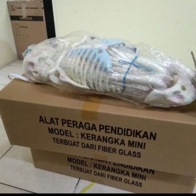 Promo Ori Kerangka Manusia Anak / Kerangka Mini Diskon 26% Di Seller ... Promo Ori Kerangka Manusia Anak / Kerangka Mini Diskon 26% Di Seller ...