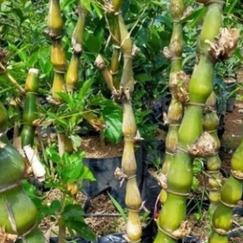 Jual Natural! Tan Hias Bambu Nagin/bambu Tasbih/bambu Katak/bambu ...