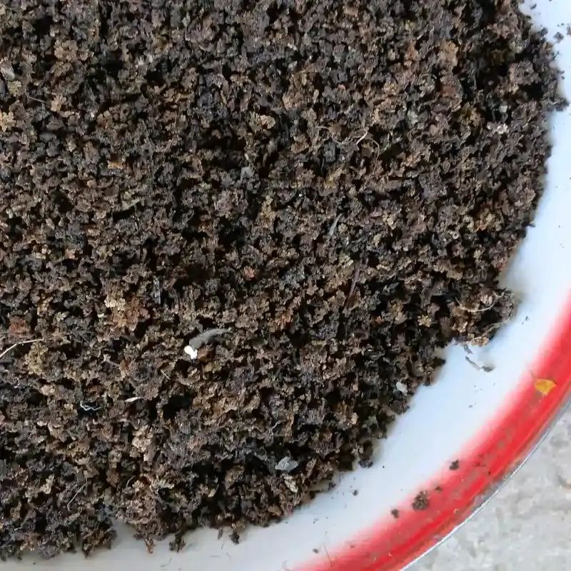 Jual Azolla Microphylla Kering Kemasan 500g Berpotein Tinggi Campuran ...