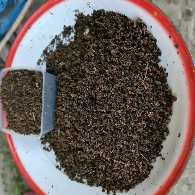 Jual Azolla Microphylla Kering Kemasan 500g Berpotein Tinggi Campuran ...