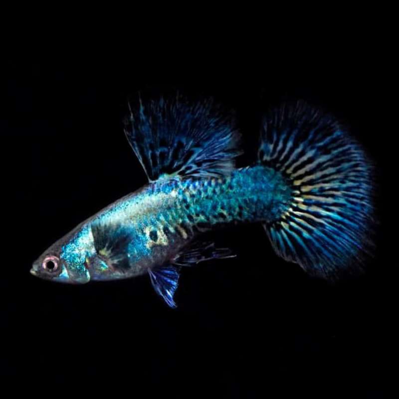 Jual Guppy Blue Dragon / Ikan Hias Air Tawar Aquascape di Seller Cupang ...