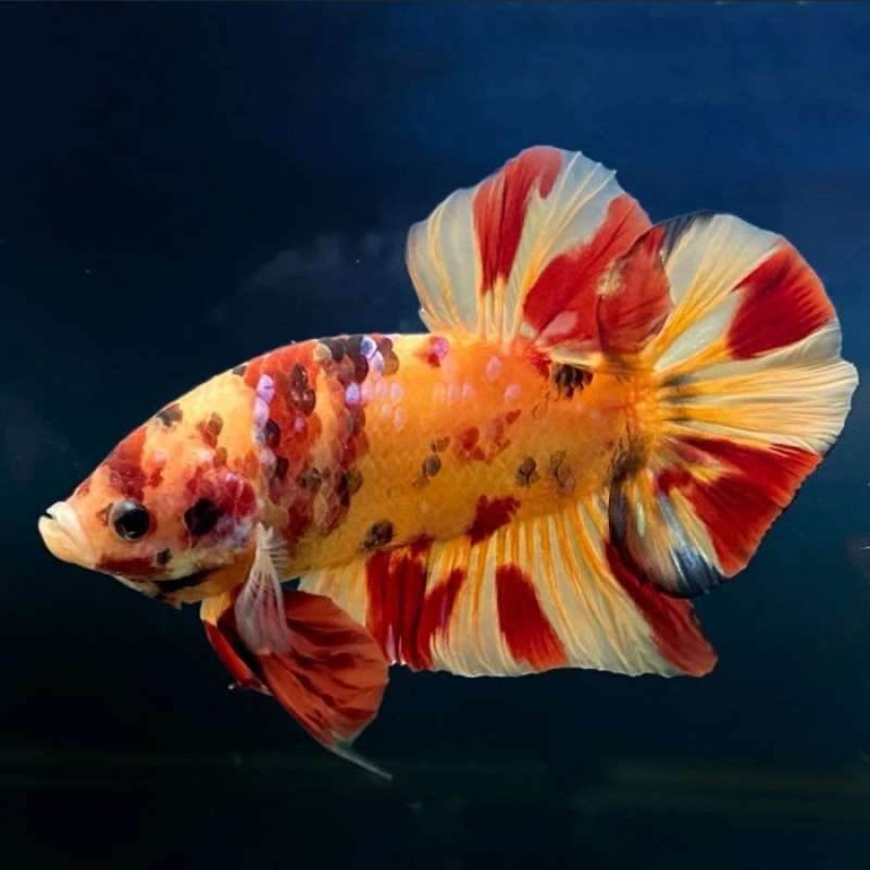 Promo ikan cupang giant nemo Besar Diskon 33% di Seller DENTA TOYS ...