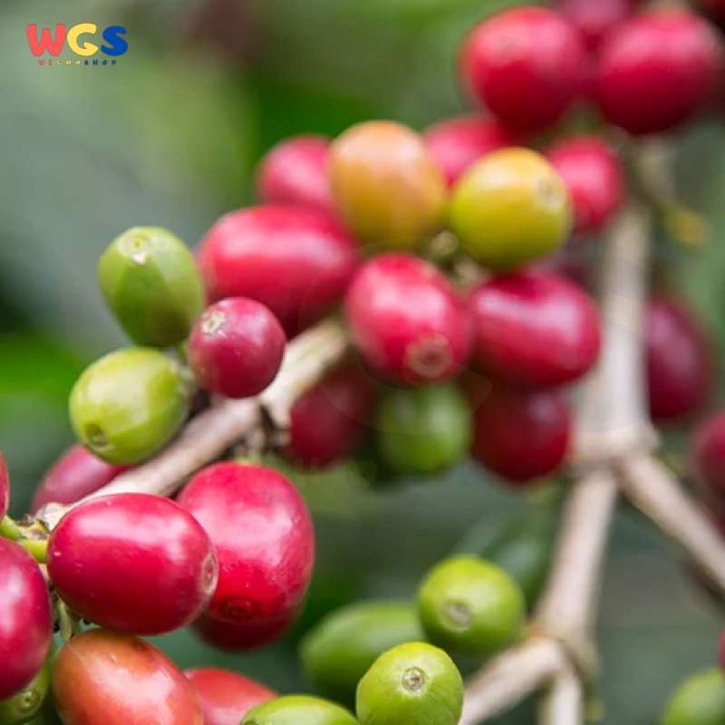 Jual Nescafe Gold Decaf Rich Smooth Arabica & Robusta Instant Coffee ...