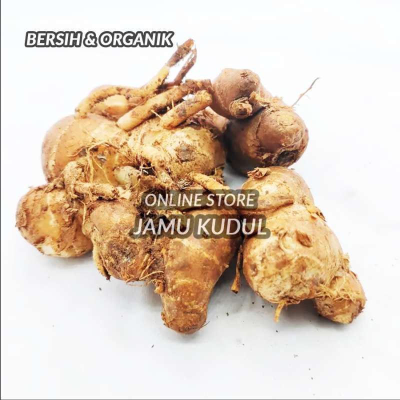 Jual Kencur Segar 1kg Grade A Besar Dan Organik Di Seller Jamu Kidul ...
