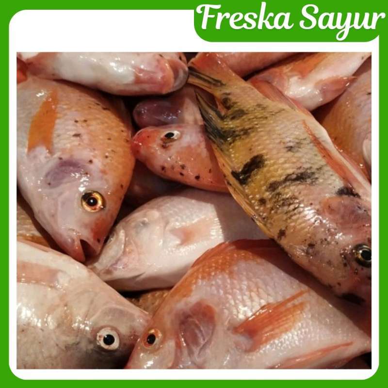 Ikan Nila Hitam Dan Merah
