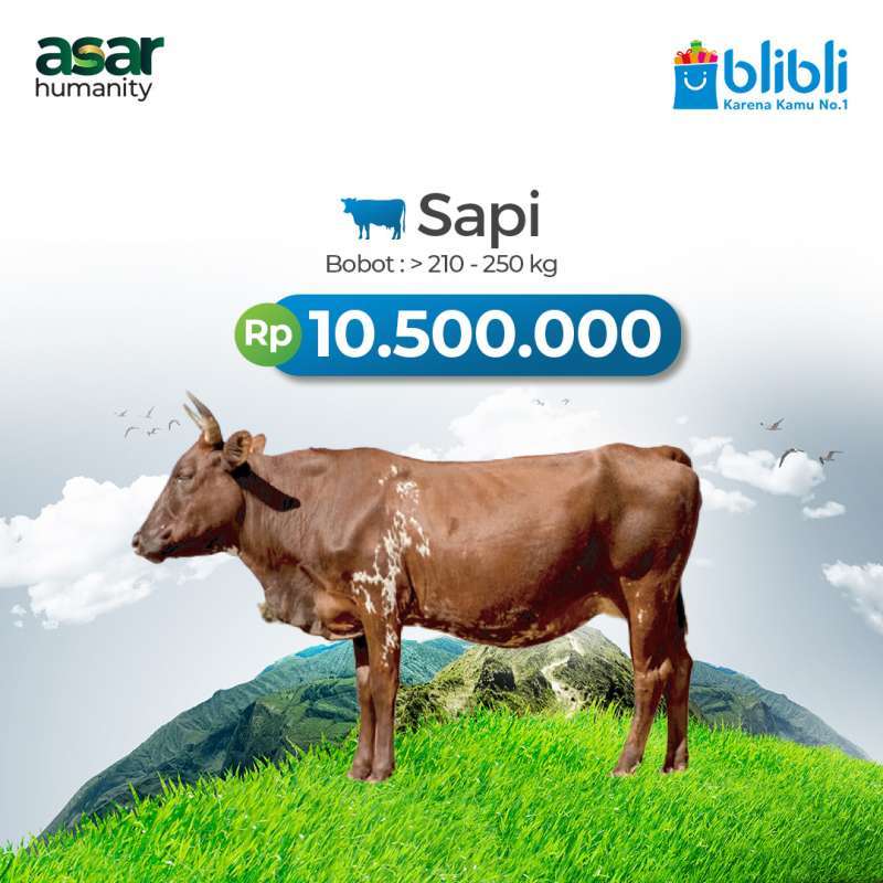 Jual Asar Humanity - Qurban Sapi Di Seller Asar Humanity Official Store ...