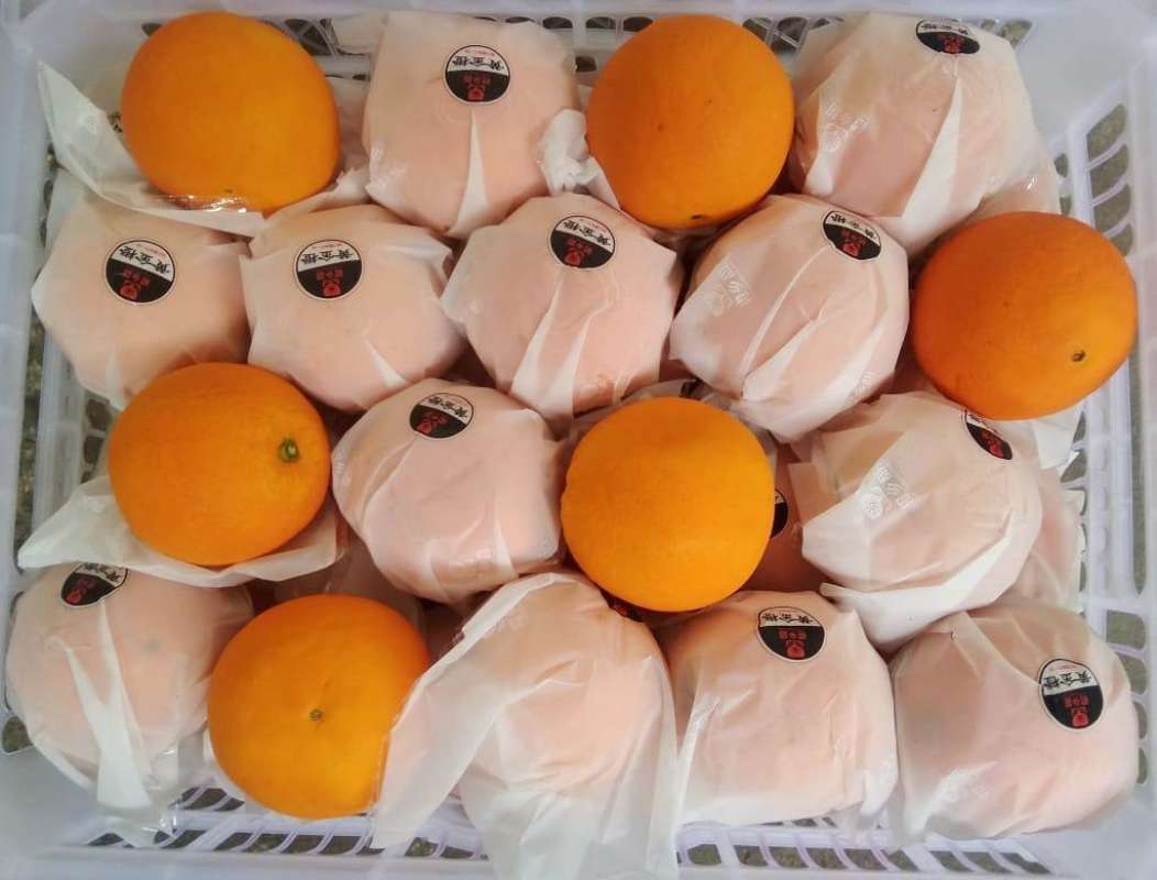 Jual Hasilsumberalam Jeruk Sunkist Honey Navel Rrc China Orange Import ...