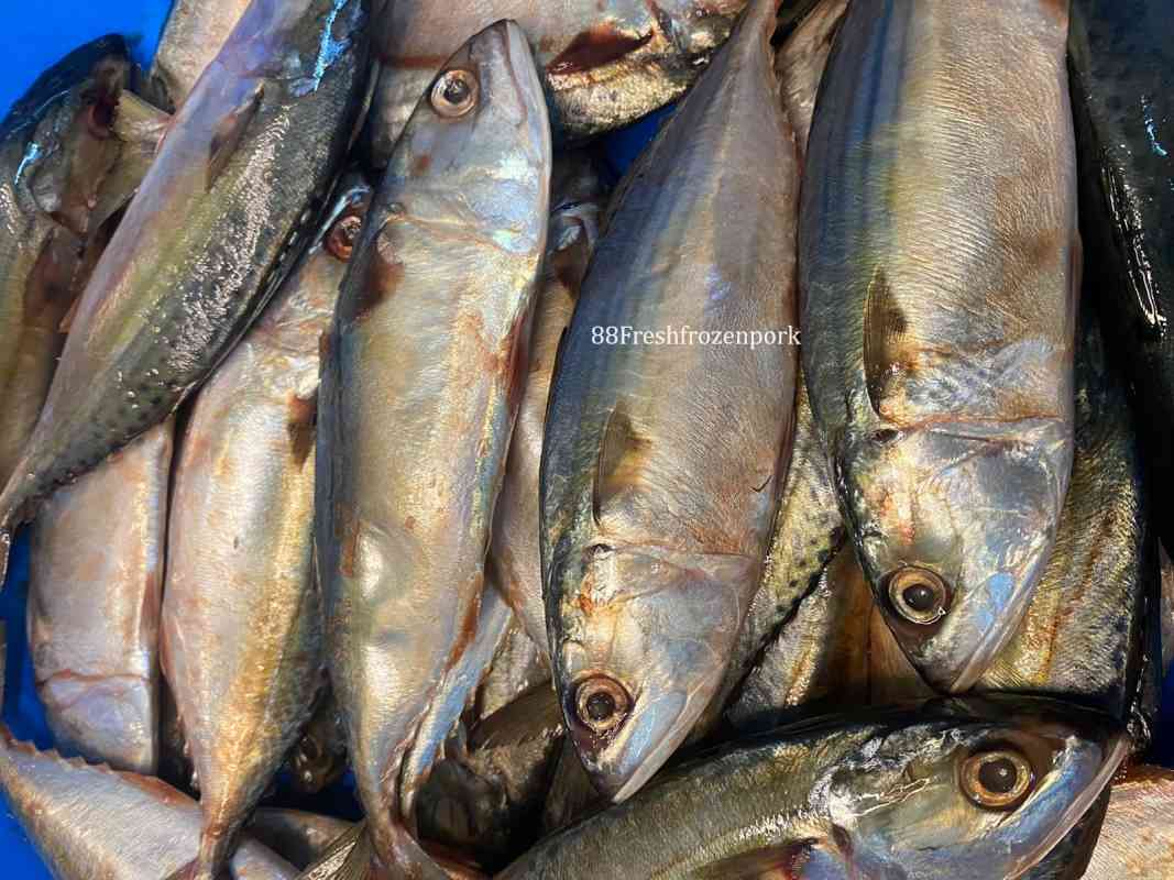 Promo Ikan Kembung Segar Fresh Frozen Ikan Kembung Premium Fresh 1 Kg ...